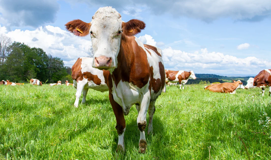 L'élevage face à l'urgence climatique : faut-il taxer la viande pour ...