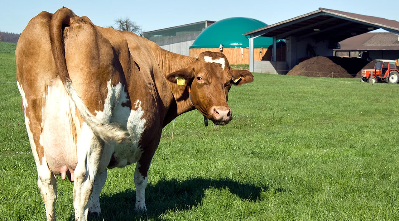 Méthane : l'agriculture au cœur de la lutte contre le réchauffement ...