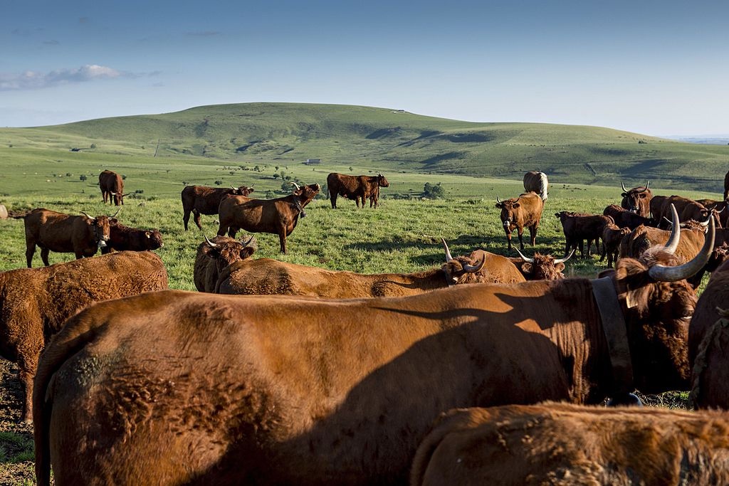 Climat et agriculture : miser sur la réduction du méthane pour éviter ...